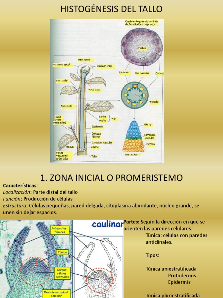 Histogénesis Tallo | PDF | Tallo de la planta | Fisiología de las plantas