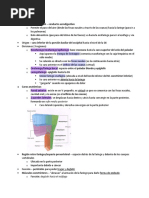 FARINGE y LARINGE - Anatomía II, Veterinaria | PDF | Laringe ...