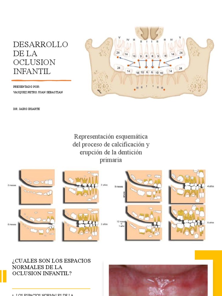 Desar de La Oclusion Infantil Juan Vasquez | PDF | Anatomia animal ...