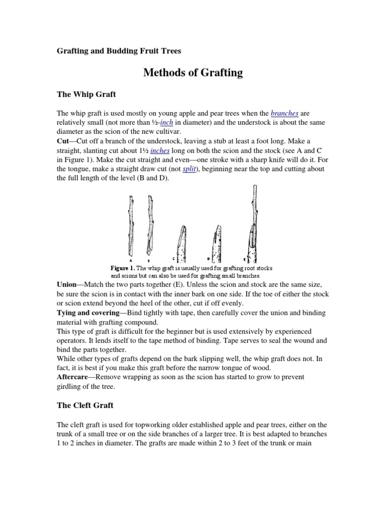 Grafting Techniques for Fruit Trees | PDF | Grafting | Horticulture And ...
