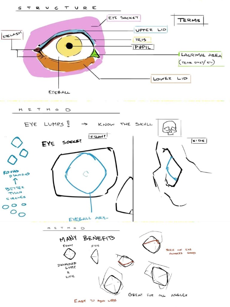 Anatomy Quick Tips by Sinix | PDF