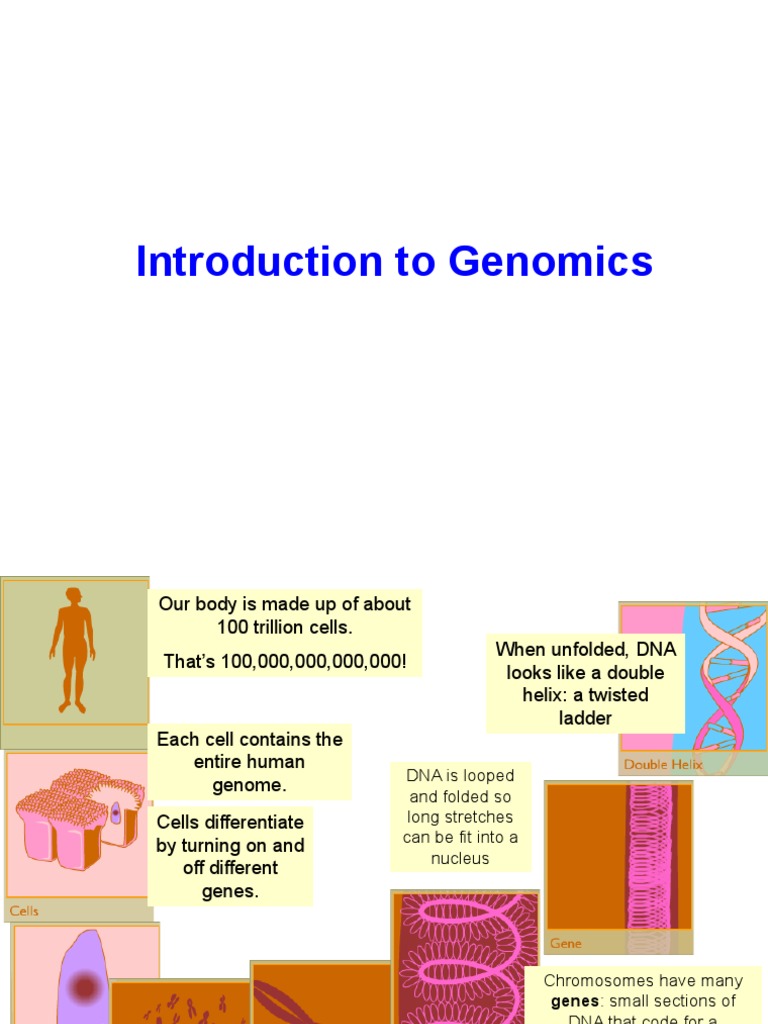 Genomics-Lectures 1 To 8 - 2023 PDF | PDF | Polymerase Chain Reaction | Primer (Molecular Biology)