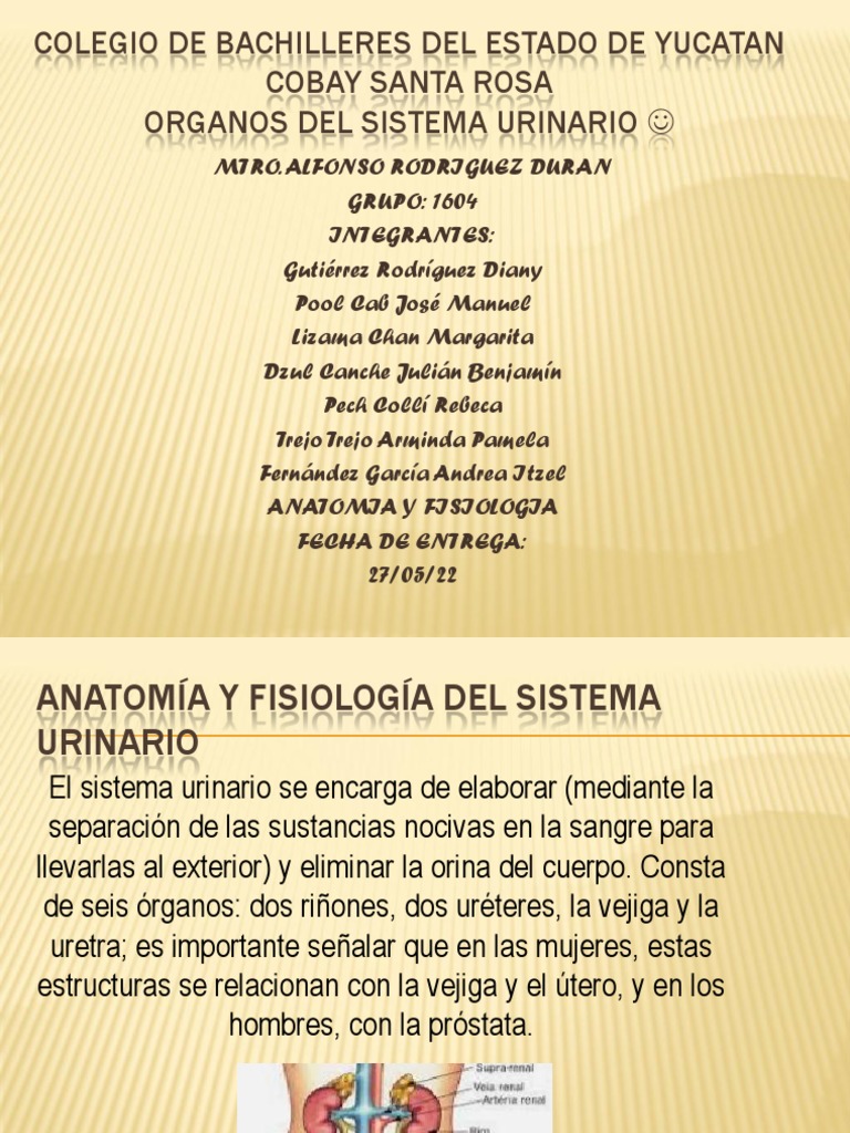 Organos Del Sistema Urinario | PDF | Sistema urinario | Vejiga urinaria