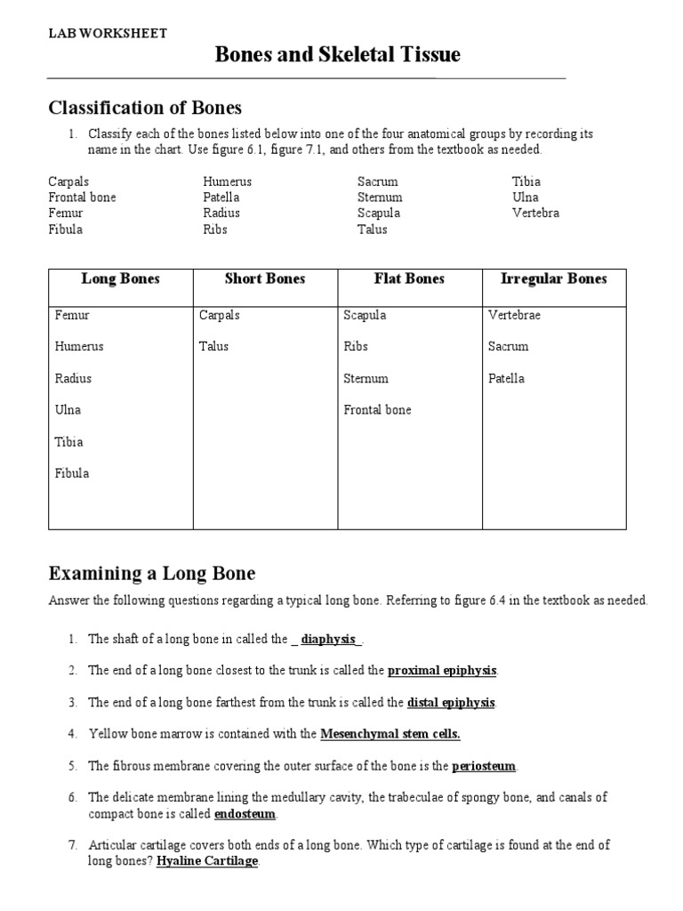 Unit 1 Bones and Skeletal Tissue | PDF | Bone | Cartilage
