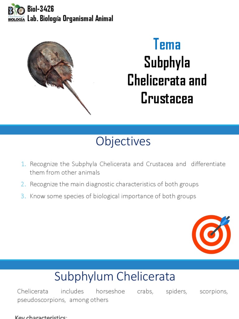 Chelicerata and Merostomata Overview | PDF | Crustacean | Arthropods