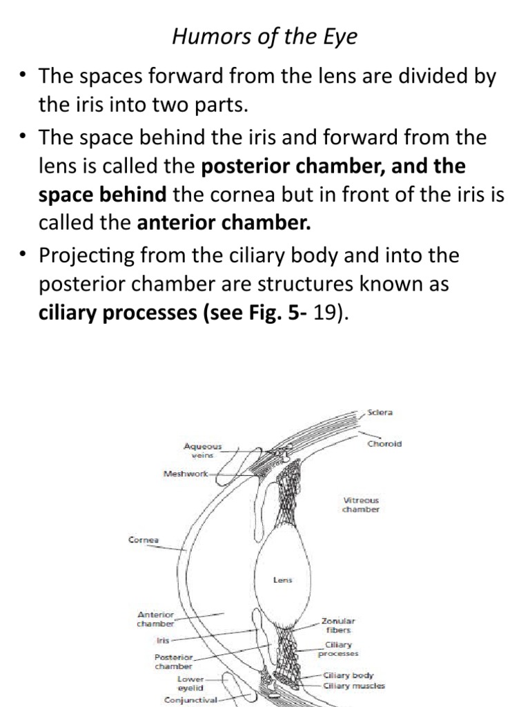 Structure and Functions of The Eye 2 | PDF | Retina | Retinal