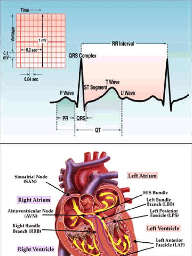 ECG1 | PDF | Electrocardiography | Heart