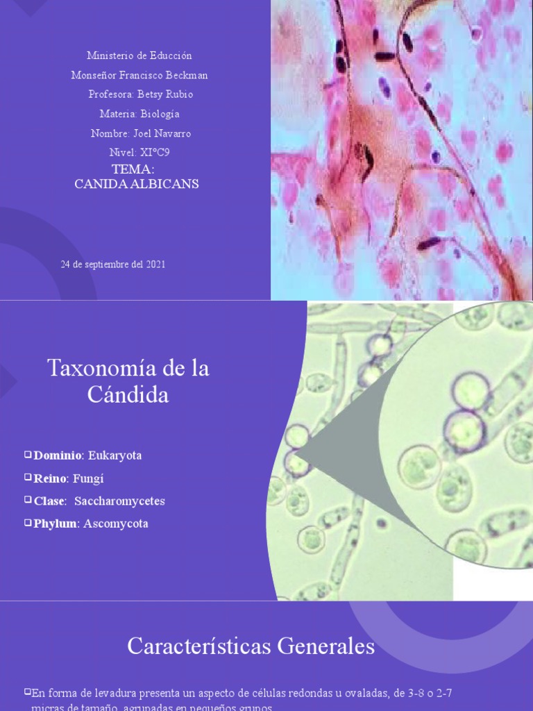Candida Albicans | PDF