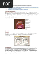 Musculos Del Velo Del Paladar | PDF | Tejido suave | Sistema ...