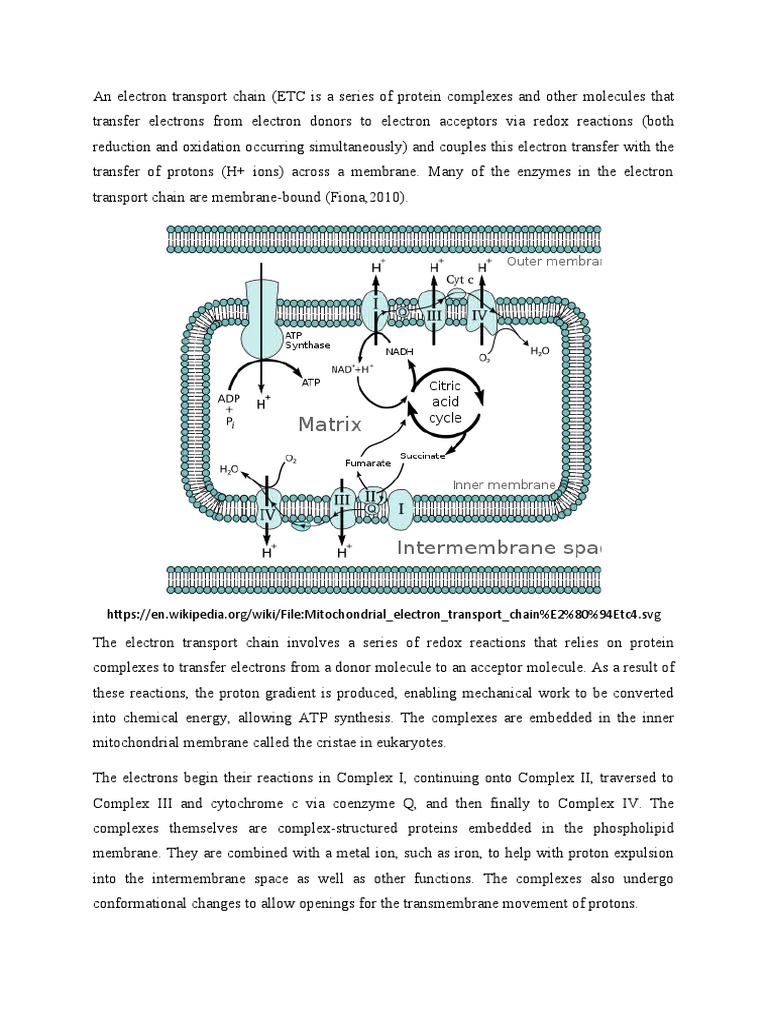 Proton Gradient Formation And Atp Synthesis Masteringbiology