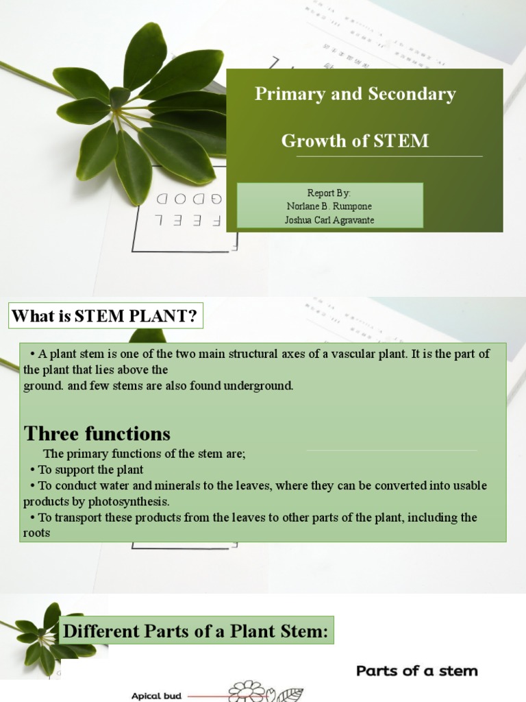 STEMS | PDF | Plant Stem | Plants