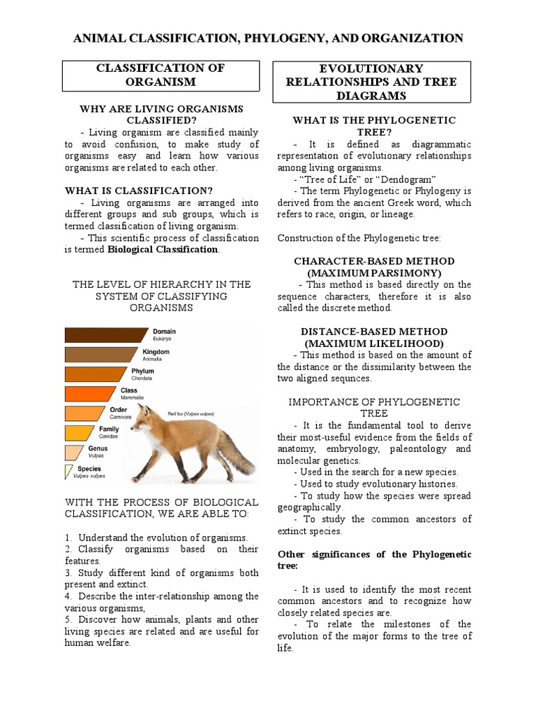 Animal Classification, Phylogeny | PDF | Anatomical Terms Of Location ...