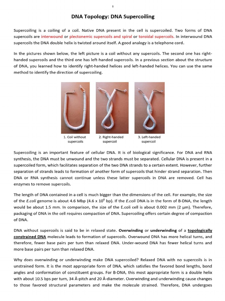 2020 MB226-03 DNA Supercoiling | PDF