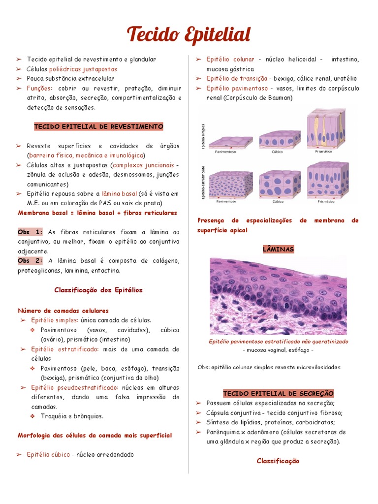 Tecido Epitelial - Resumo PDF | PDF | Epitélio | Anatomia