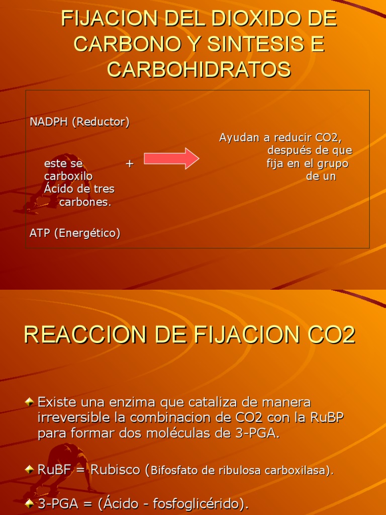 Fijacion de Carbono | PDF | Fotosíntesis | Fisiología