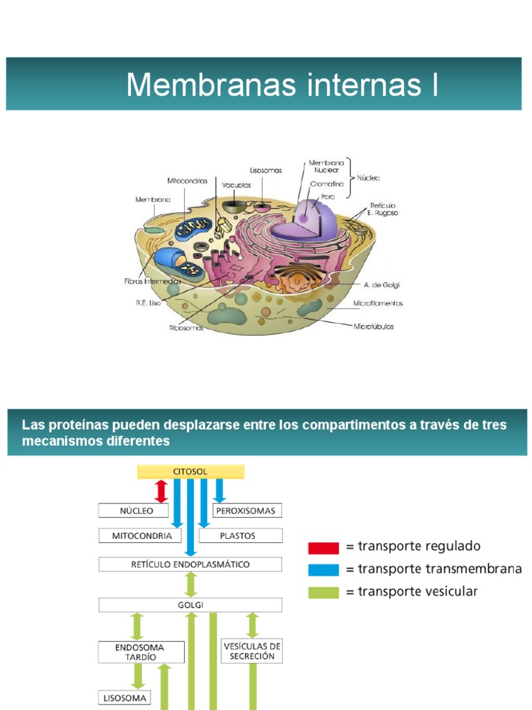 Teorico Membranas Internas 1B para Entorno UNLP Biologia Medicina | PDF | Retículo endoplásmico ...