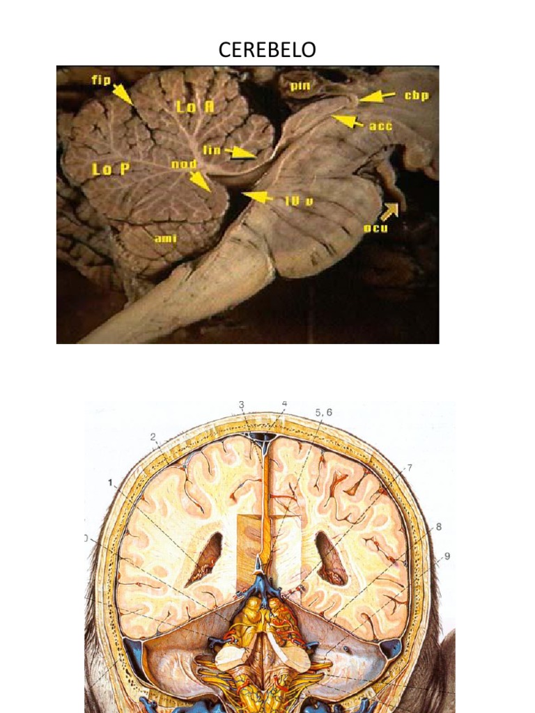 Clase 8 Cerebro y Cerebelo | PDF