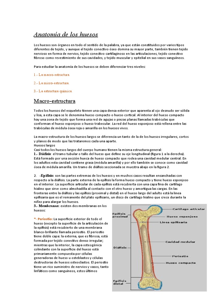 Anatomía de Los Huesos | PDF | Hueso | Sistema musculoesquelético