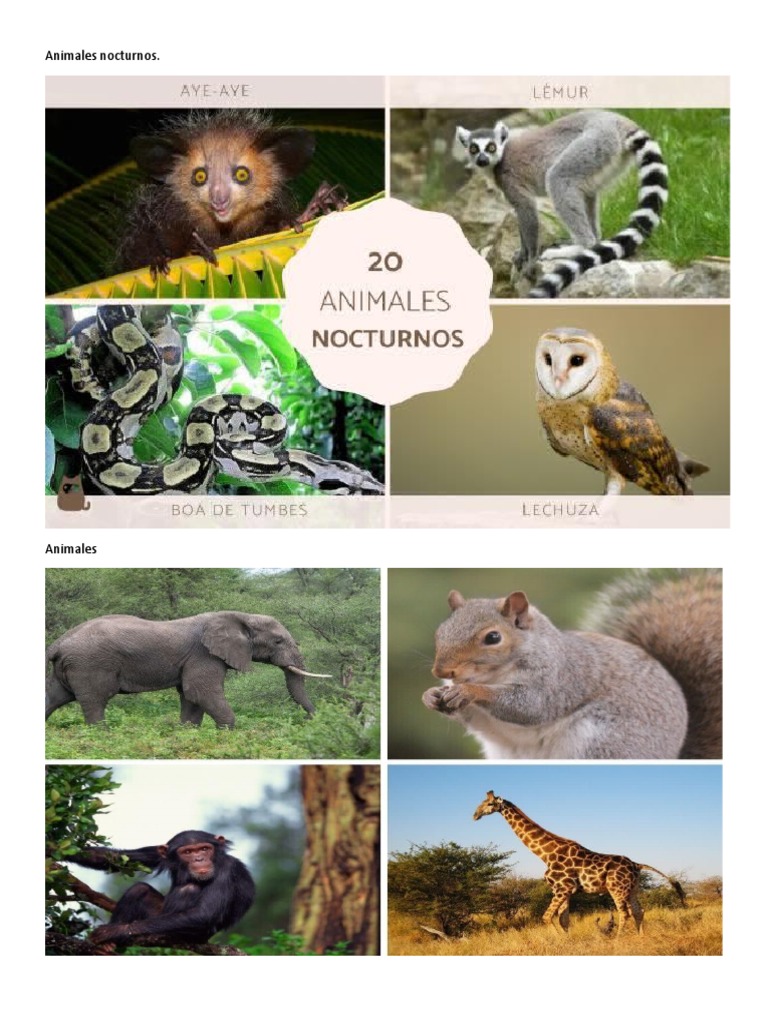 Lista de 20 Animales Nocturnos | PDF