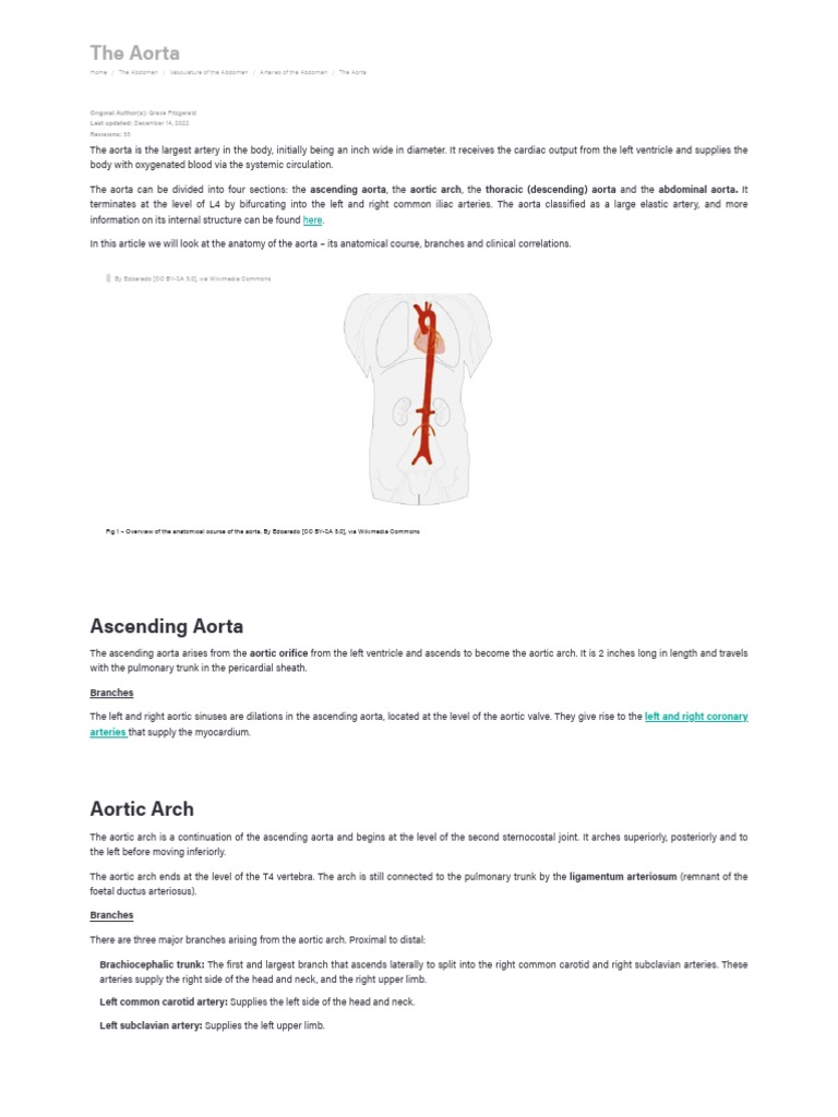 The Aorta - Branches - Aortic Arch - TeachMeAnatomy PDF | Download Free ...