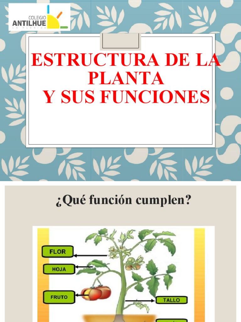 Estructura de La Planta | PDF | Hogar, jardinería y bricolaje | Ciencia ...