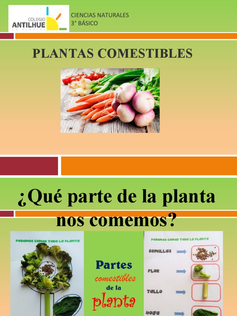Plantas Comestibles | PDF | Hogar, jardinería y bricolaje | Salud y ...