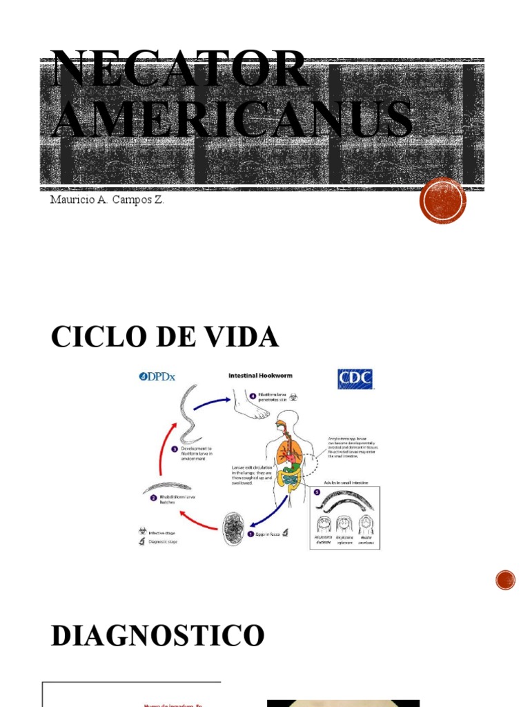 Necator Americanus | PDF