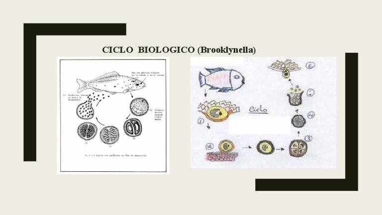 Brooklynella Ciclo Biologico | PDF