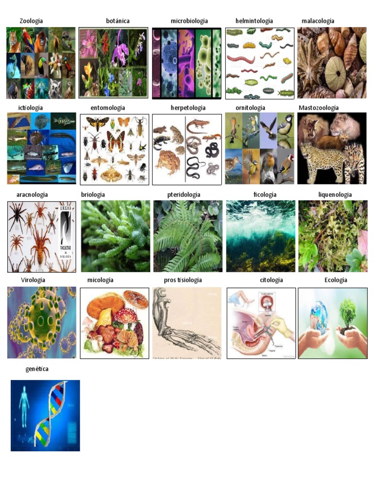 Una introducción a las principales ramas de la biología, incluyendo ...