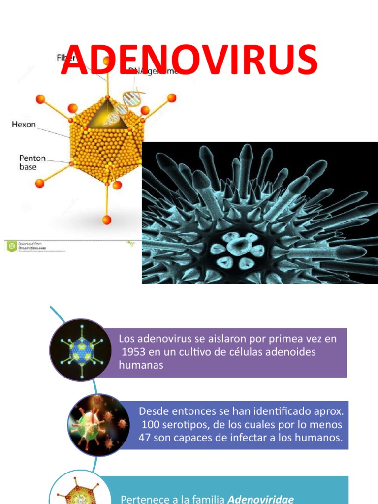 3 Adenovirus | PDF | Adenoviridae | Bioquímica