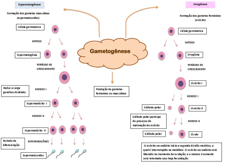 Gametogênese | PDF | Biologia | Células