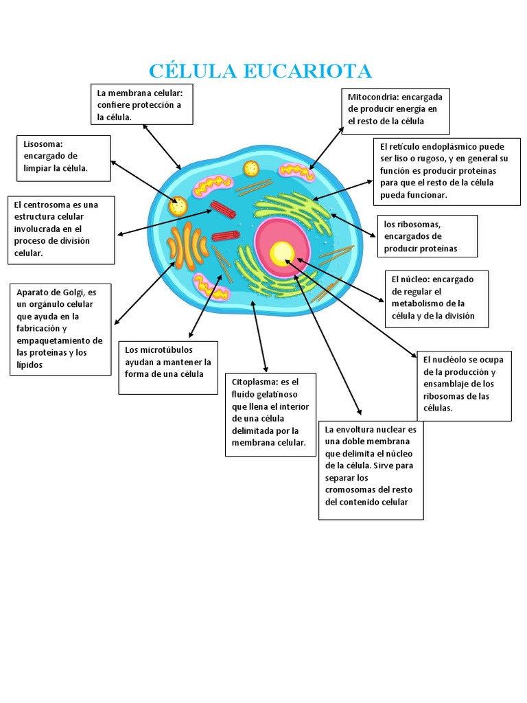 Estructuras Y Funciones Clave De La Célula Eucariota Pdf Biología