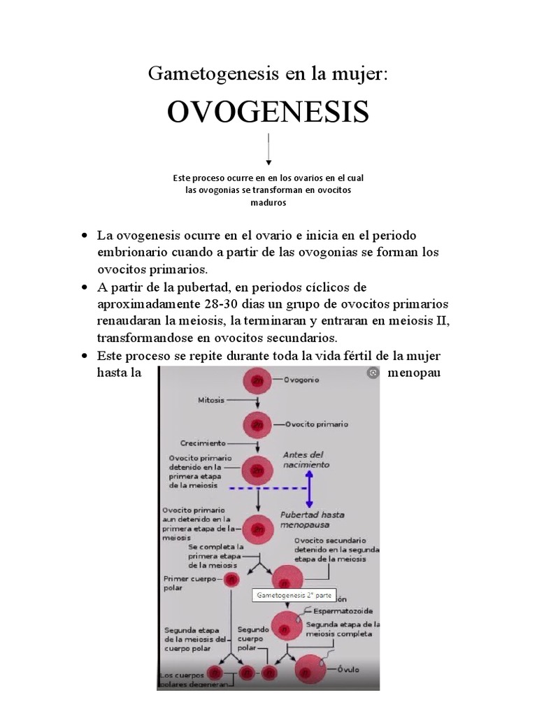 OVOGENESIS TTT | PDF | Ovario | Reproducción