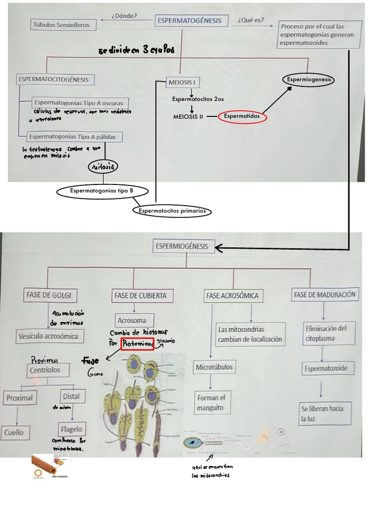 Esquema del proceso de espermatogénesis y formación del espermatozoide | PDF | Semen | Salud sexual