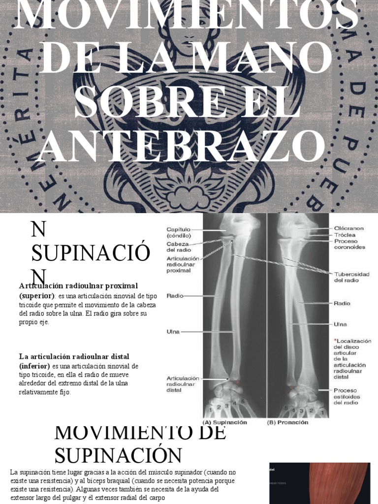 Movimientos de Supinación y Pronación | PDF