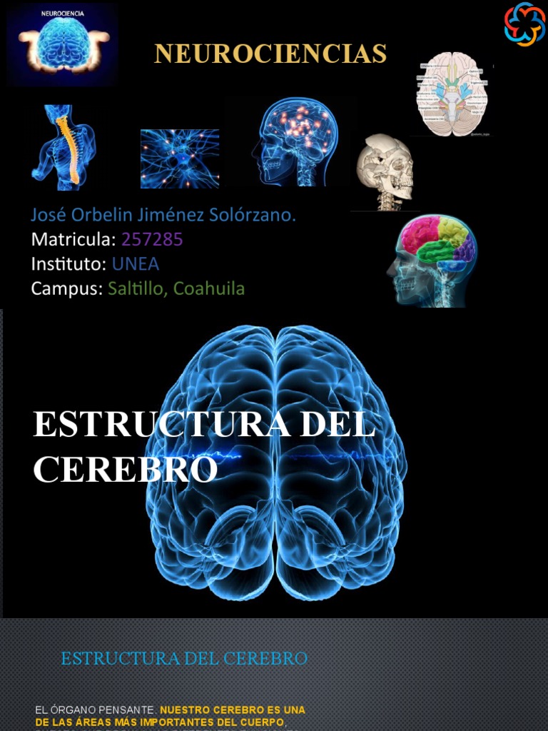 NEUROCIENCIAS | PDF | Cerebro | Neurociencia