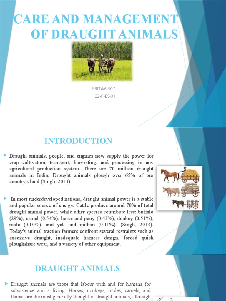 Care and Management of Draught Animals-3 | PDF | Agriculture | Food And ...