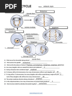 Mitosis Virtual Lab Answer Sheet Part2 | PDF | Mitosis | Cell Cycle