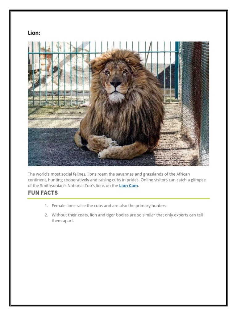 Lion | PDF