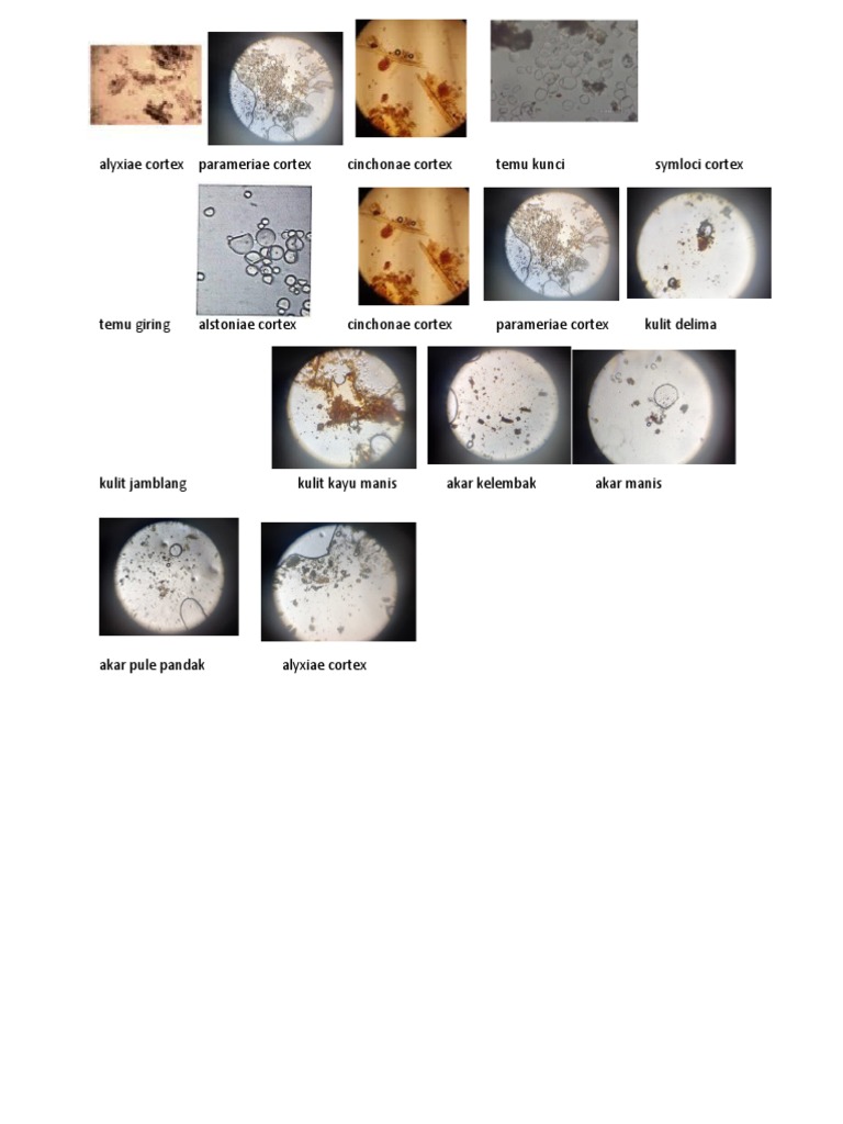 Gambar Simplisia Mikroskopik | PDF