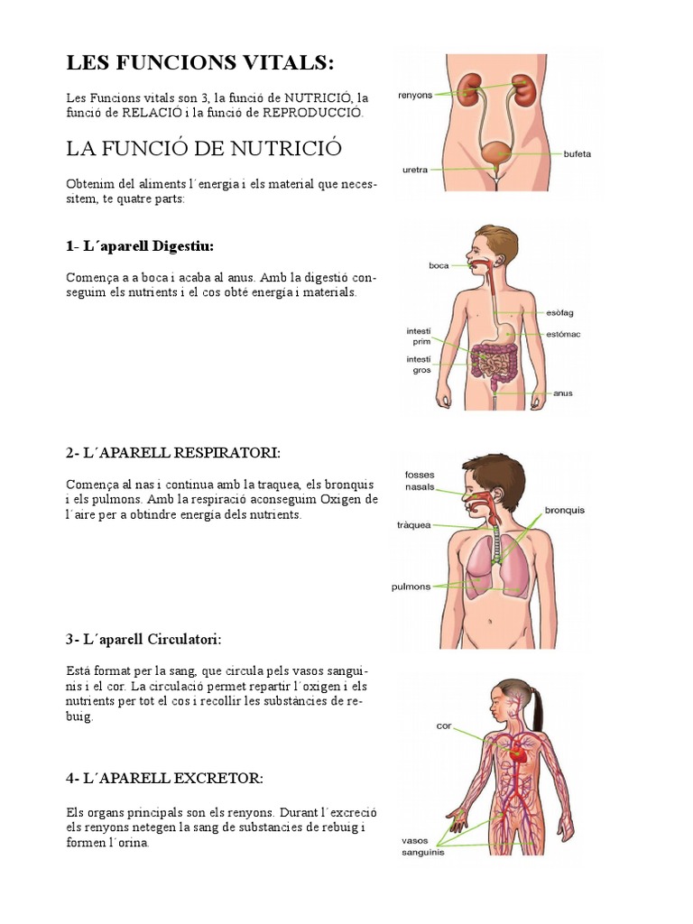 Les Funcions Vitals | PDF
