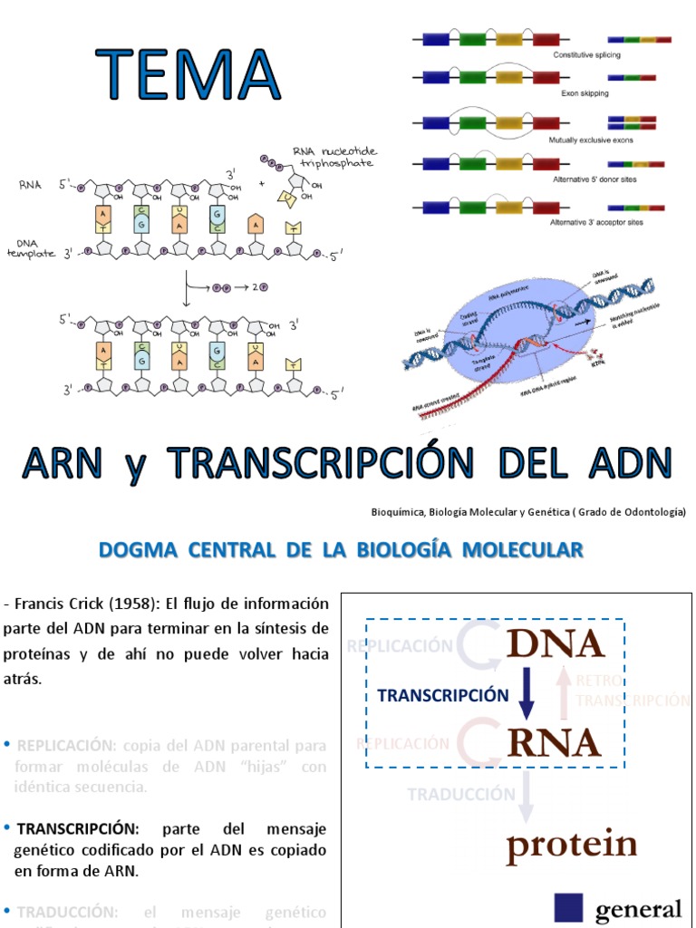 QUÍMICA-ARN Y TRANSCRIPCIÓN_22-23 | PDF | Rna Splicing | Rna