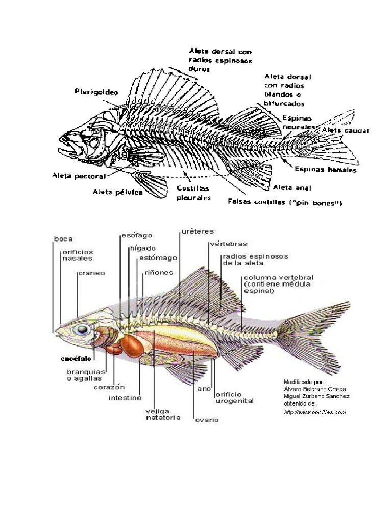 Anatomia de Un Pez PDF | PDF