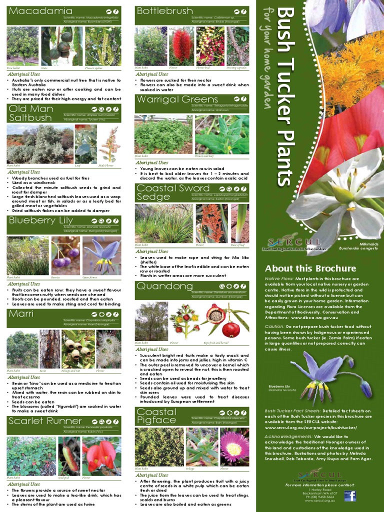 Bush Tucker | PDF | Plant Morphology | Plants