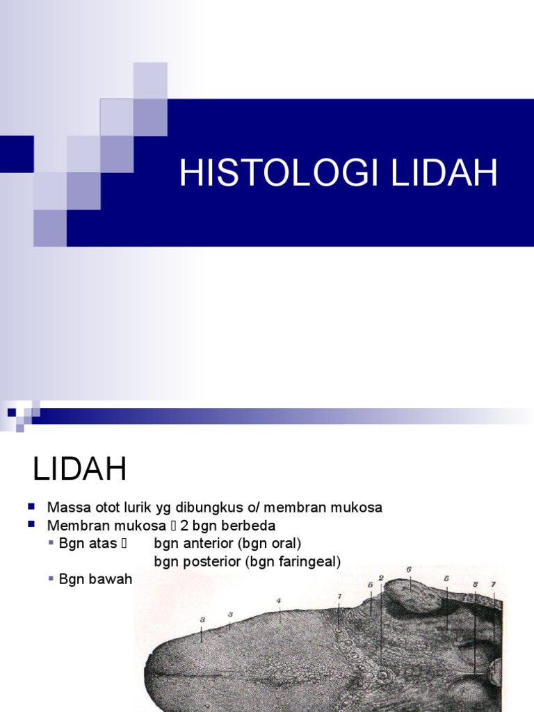 Histologi Lidah | PDF