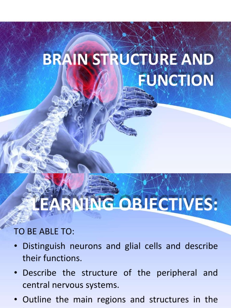 Brain Structure and Function PDF | PDF | Nervous System | Cerebral Cortex