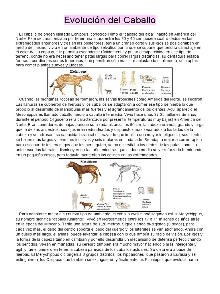 Evolución del Caballo | PDF | Caballos | Evolución