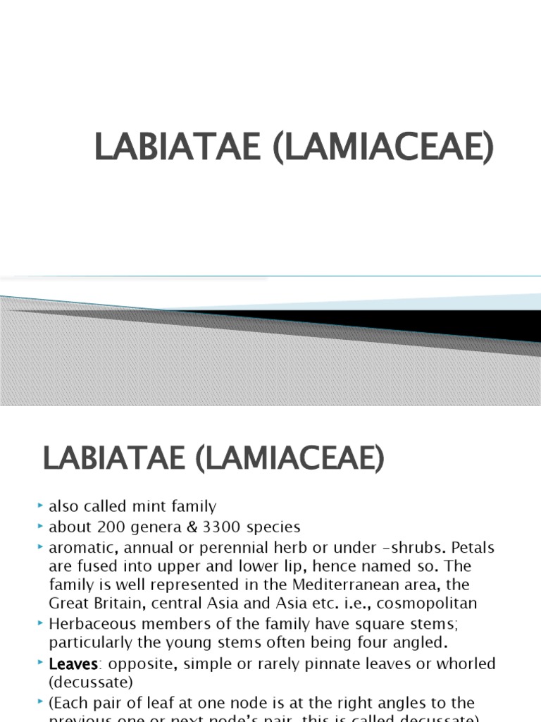 8.labiatae (Lamiaceae | PDF | Mentha | Thyme