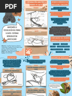 Pene de Perro - Anatomía, Características y Enfermedades | PDF | Pene ...