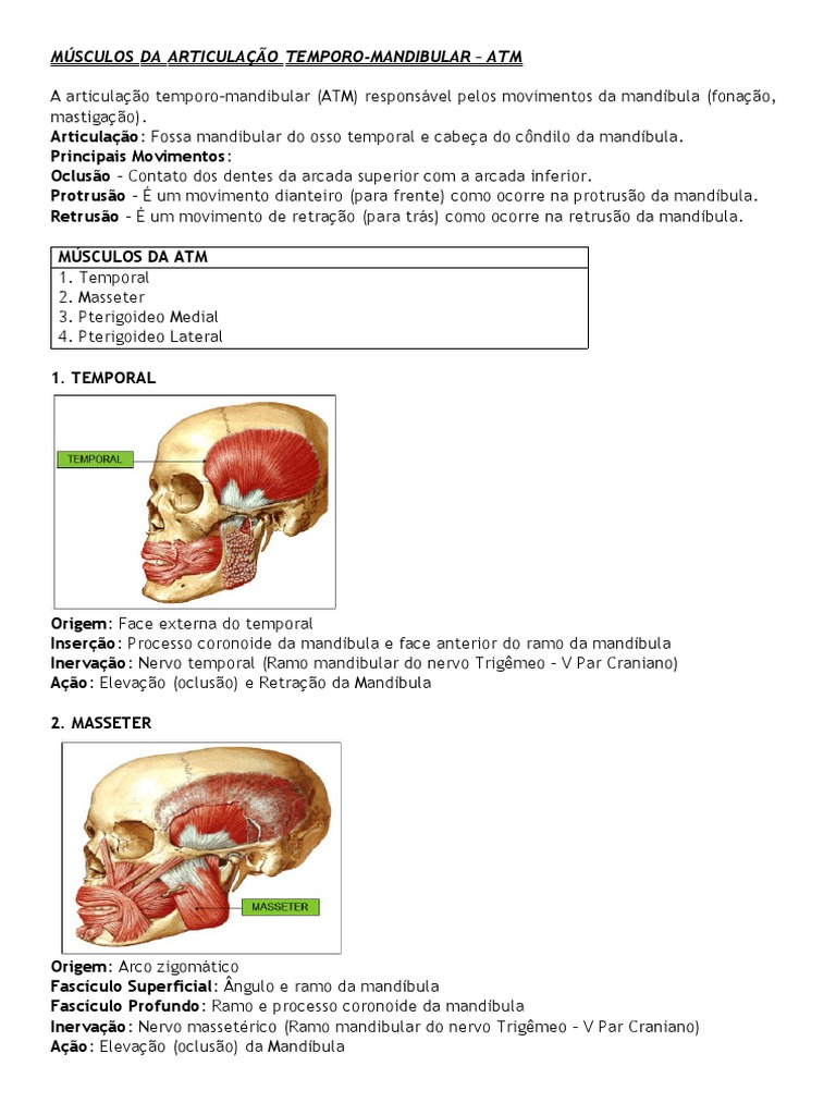 MÚSCULOS DA ATM | PDF